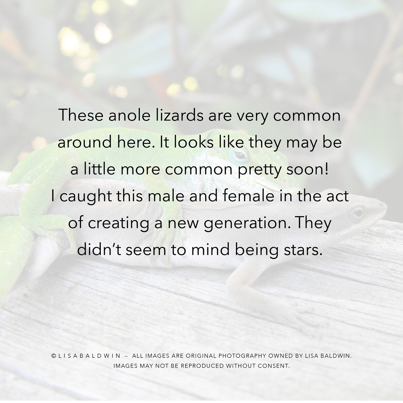 Love Bites Two Anole Lizards Mating Photo Print Green Male Brown Female ...