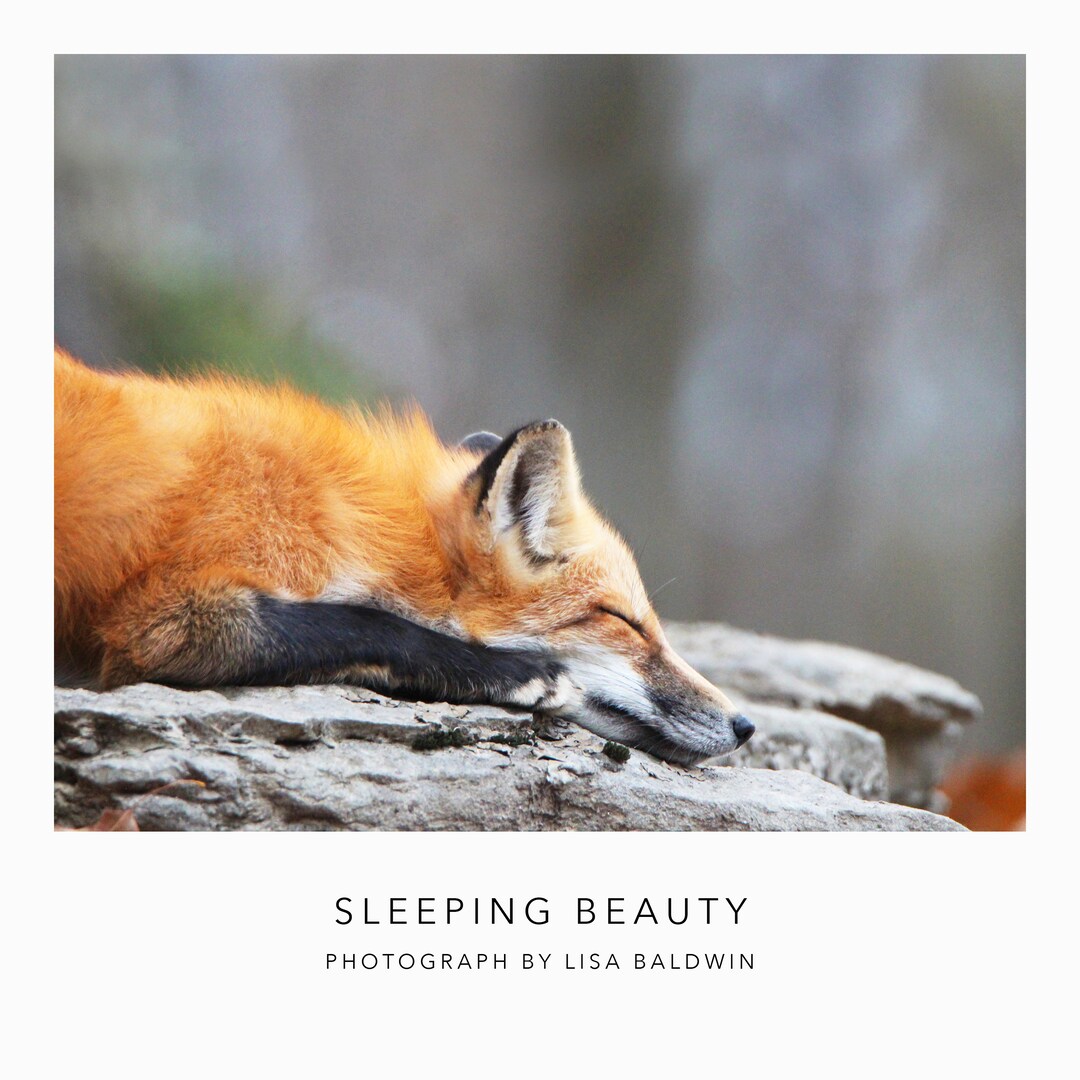 Red Fox With the Morning Sun Shining Through His Fur - Woodland ...