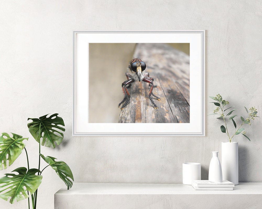 Robber Fly Aka Assassin Fly Macro Photo Monstrous but - Etsy