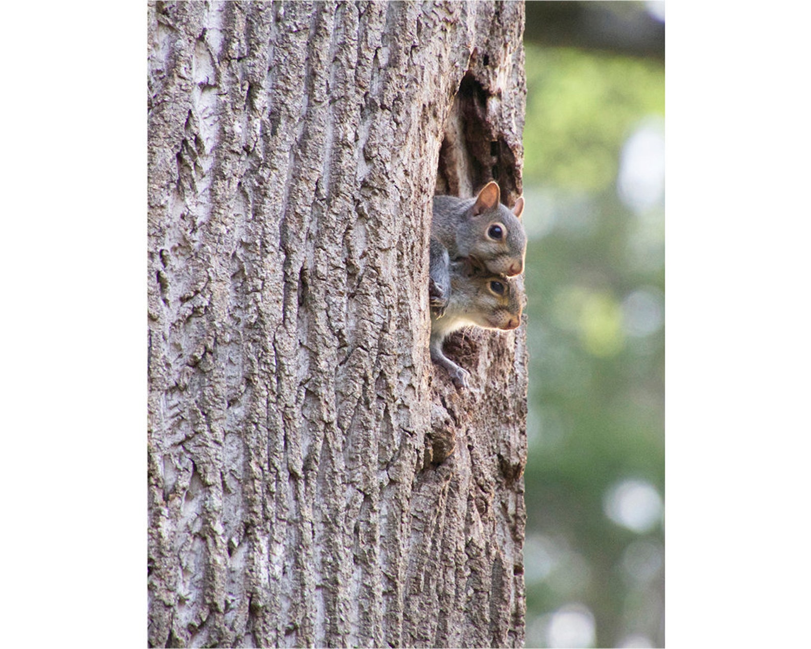 Two Baby Squirrels in the Hollow Tree Woodland Nature Photo | Etsy