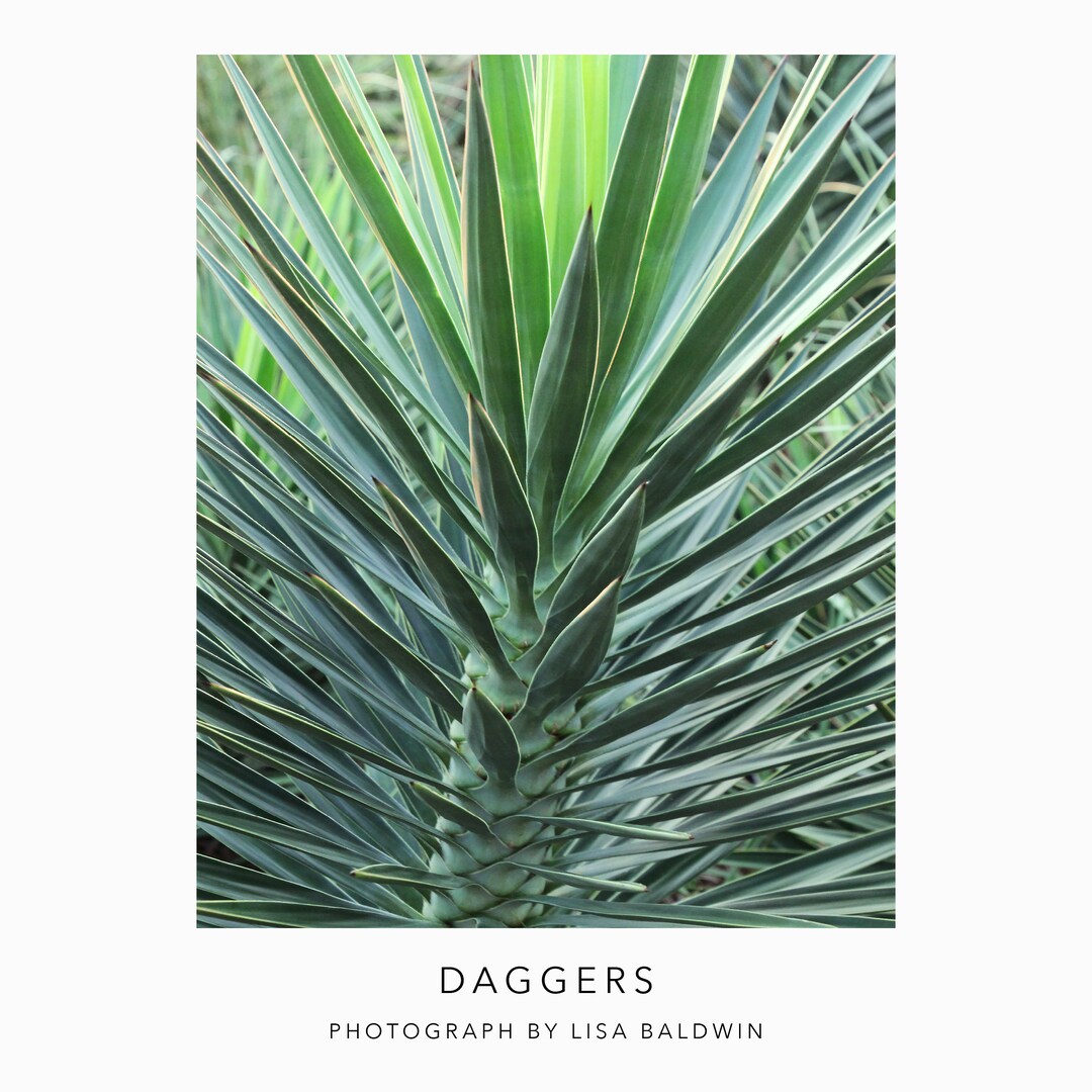 Textural Leaf Photo - Sharp Spiky Leaves of the Yucca Plant - Leafy ...