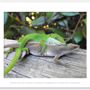 Love Bites Two Anole Lizards Mating Photo Print Green Male - Etsy