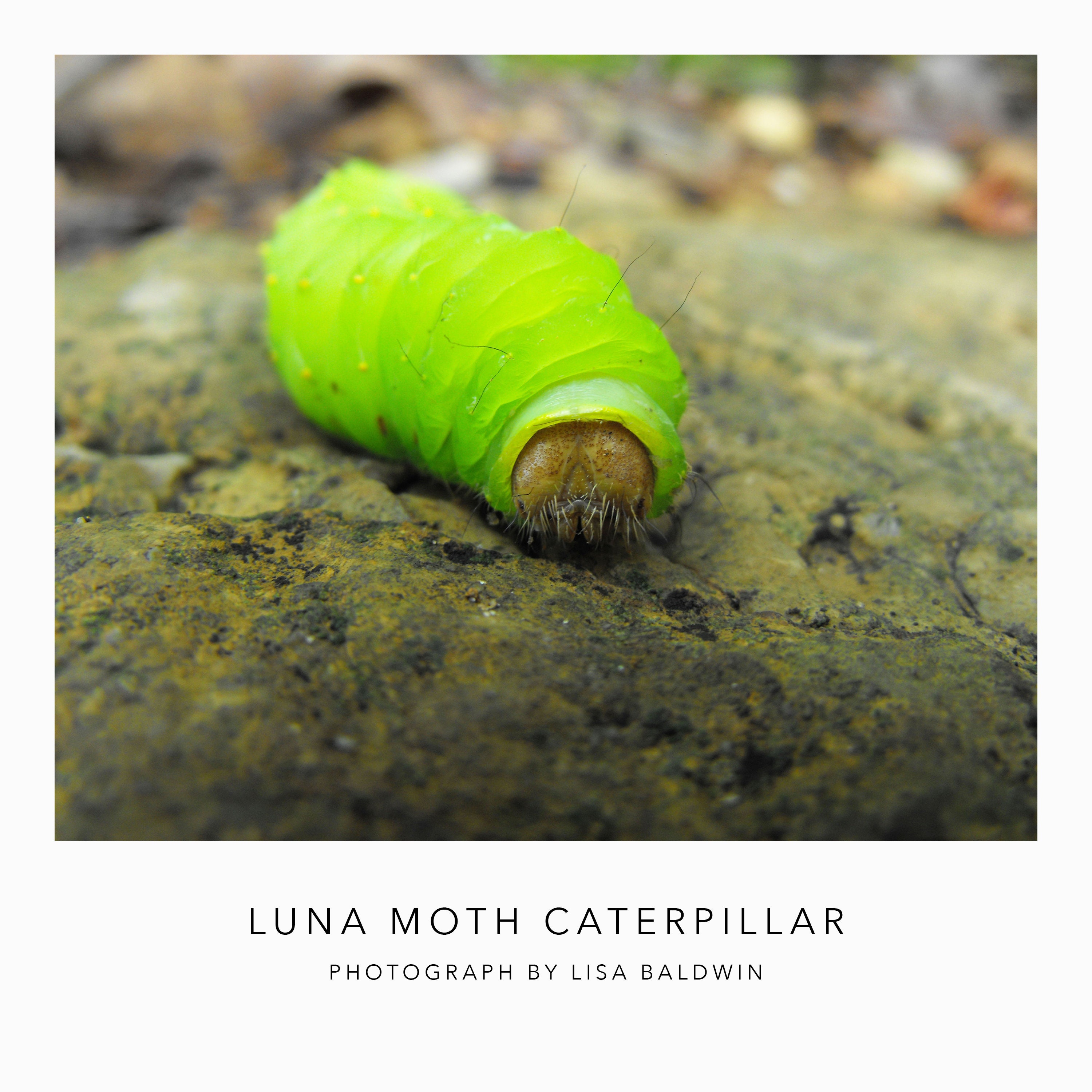 Luna Moth Caterpillar Size