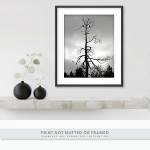 Buzzards at the Dead Tree Print - Black and White Photo Print - Etsy