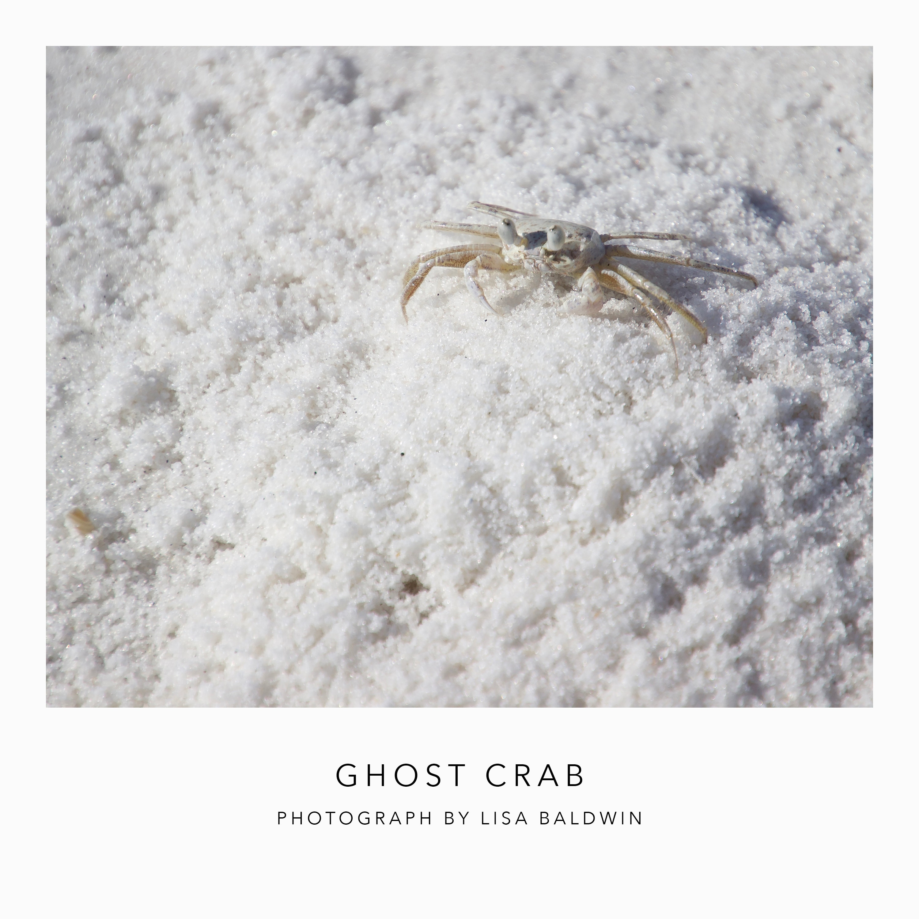 White Sand Crabs