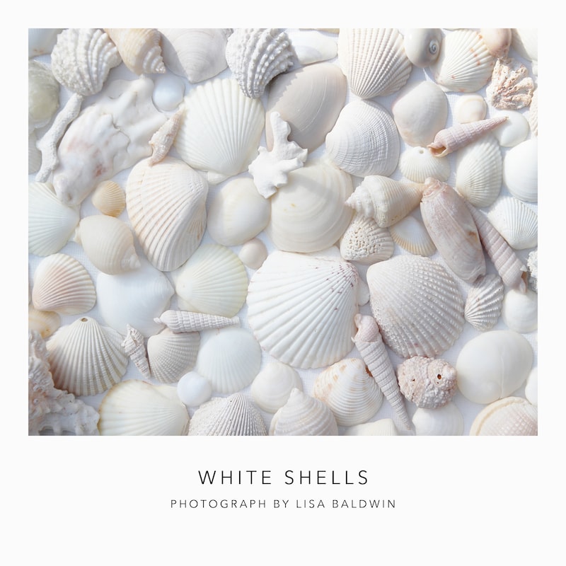 Seashell Wall Art - Etsy