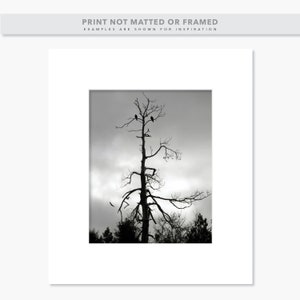 Buzzards at the Dead Tree Print - Black and White Photo Print - Etsy