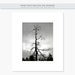 Buzzards at the Dead Tree Print Black and White Photo Print - Etsy