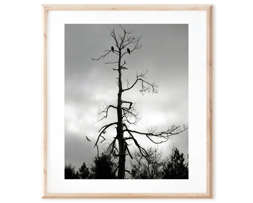 Buzzards at the Dead Tree Print Black and White Photo Print - Etsy