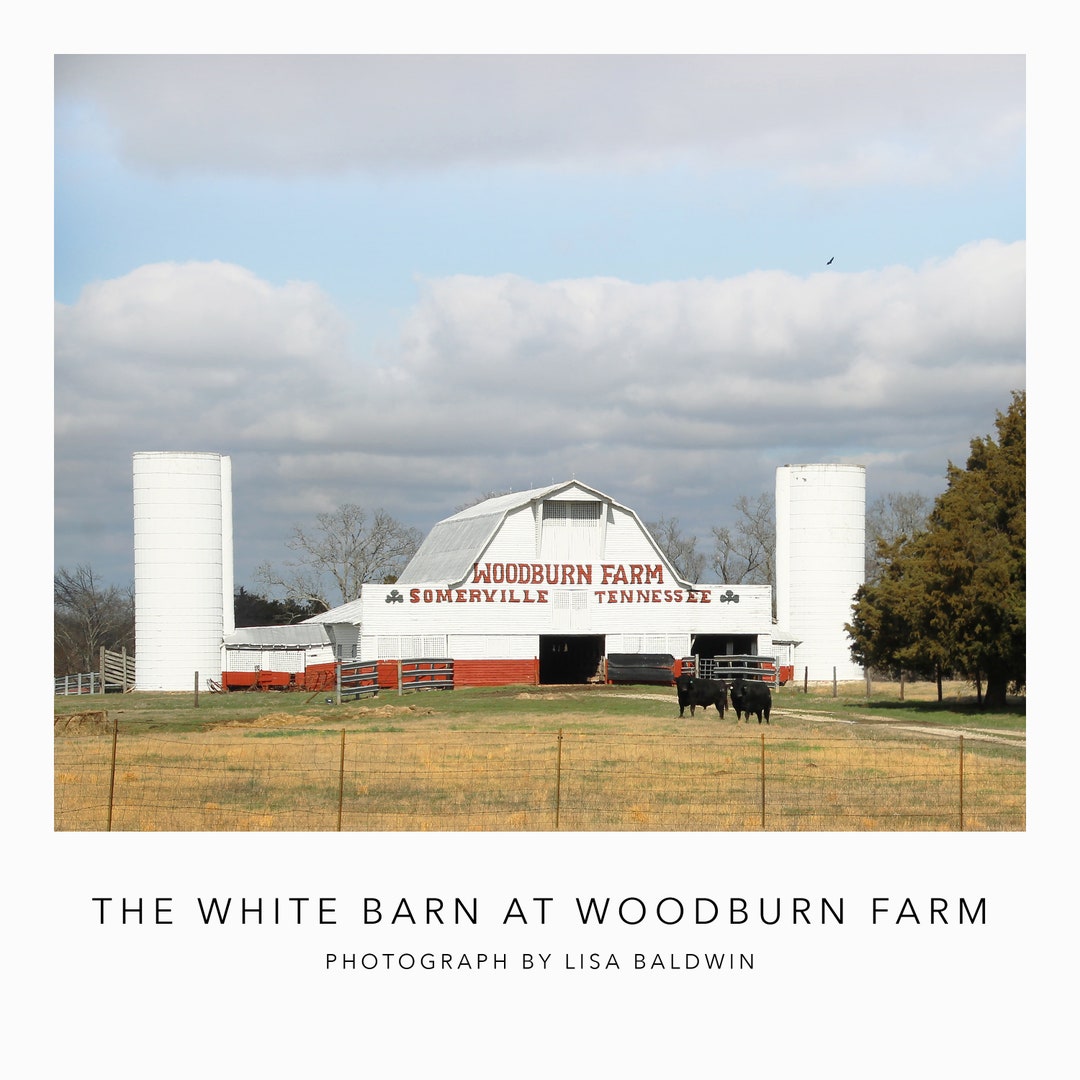 Old White Barn With Silos and Cows - Woodburn Farm - Rustic Rural Photo ...