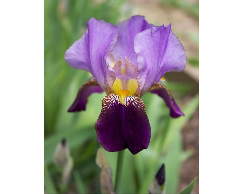Regal Royal Violet Purple Iris Photo Botanical Photography | Etsy