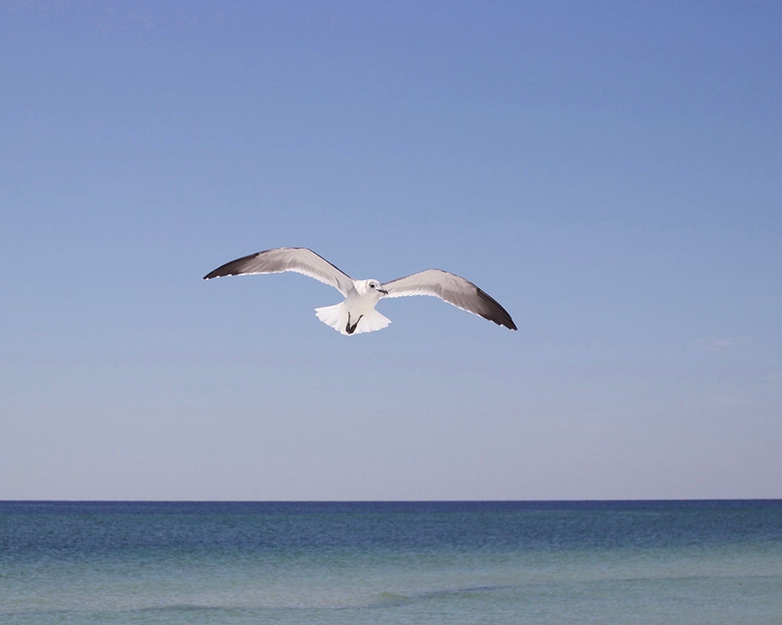 Seagull Floating in the Air Above a Teal Ocean Nature Photo | Etsy