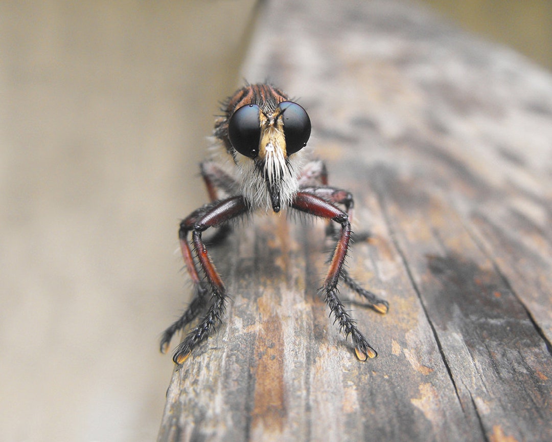 Robber Fly Aka Assassin Fly Macro Photo Monstrous but - Etsy