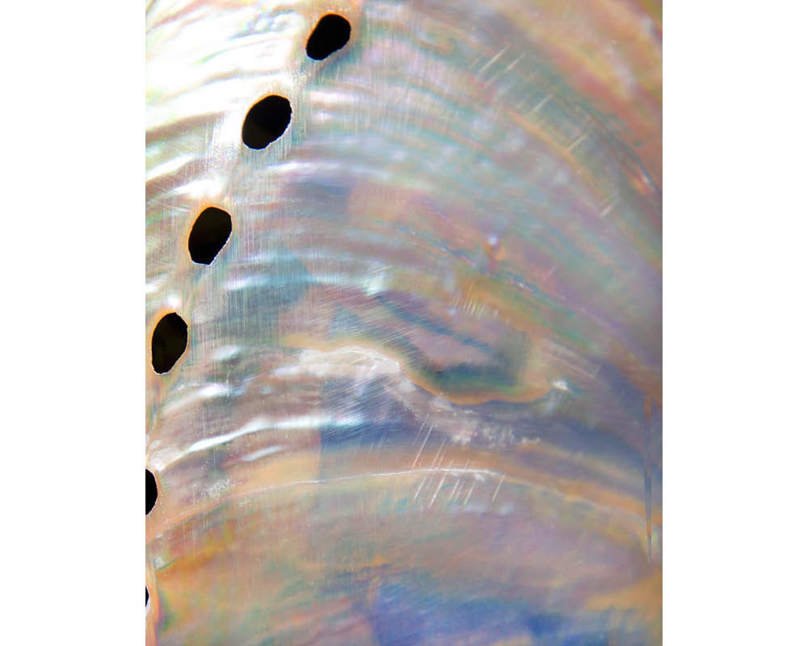 Abalone Shell With Iridescent Colors Pearly Nacre Seashell - Etsy