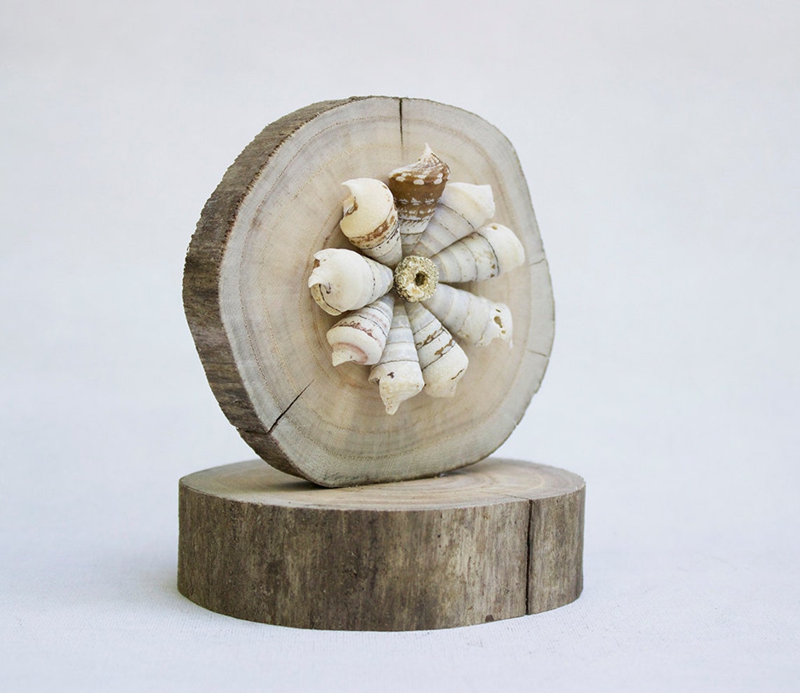 Driftwood and Natural River Shell Art - Sculptural Flower Design Rustic ...