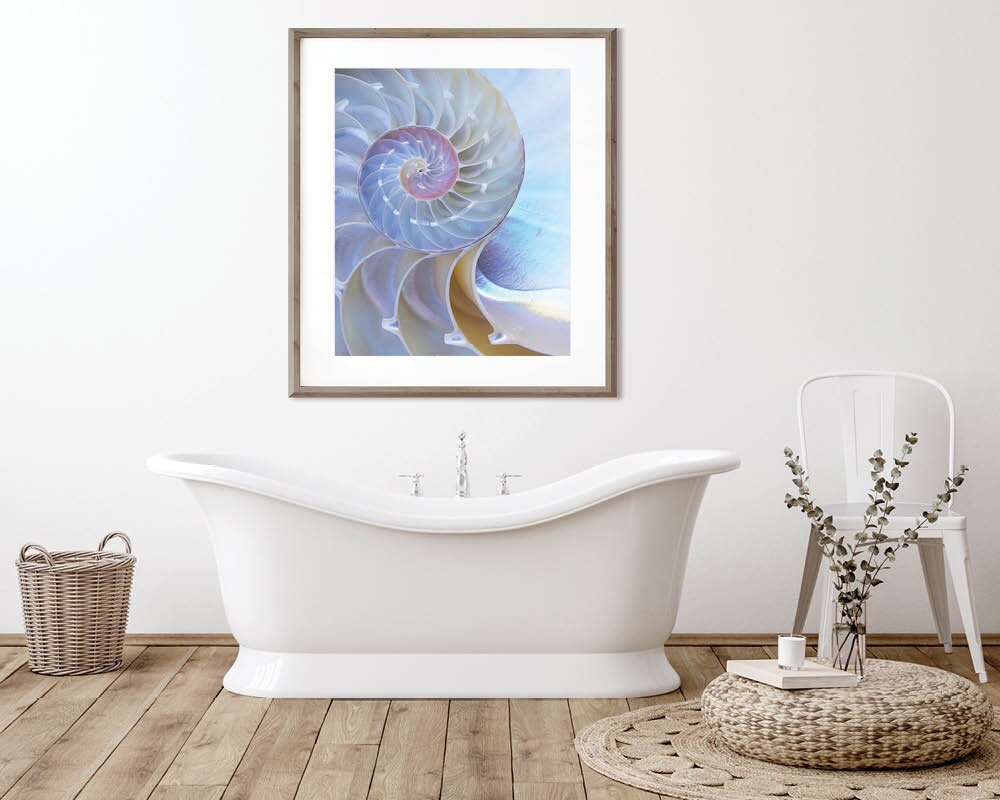 Inner Chambers of a Iridescent Pearl Nautilus Shell Seashell - Etsy
