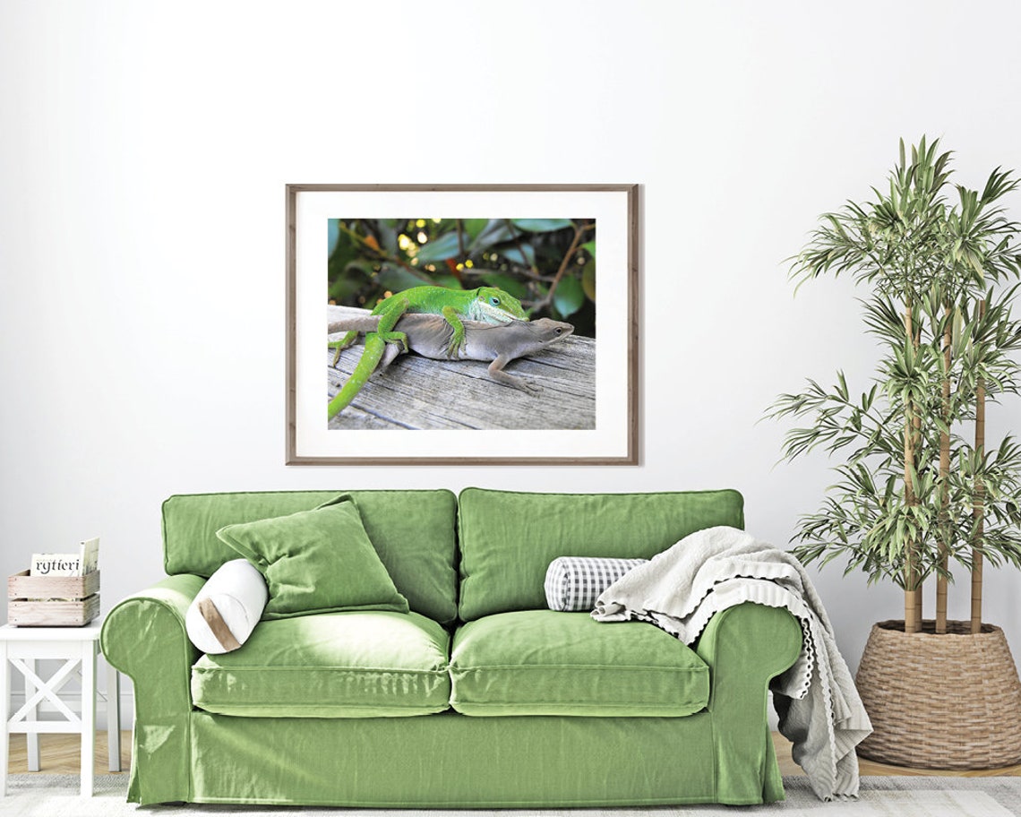 Love Bites Two Anole Lizards Mating Photo Print Green Male - Etsy