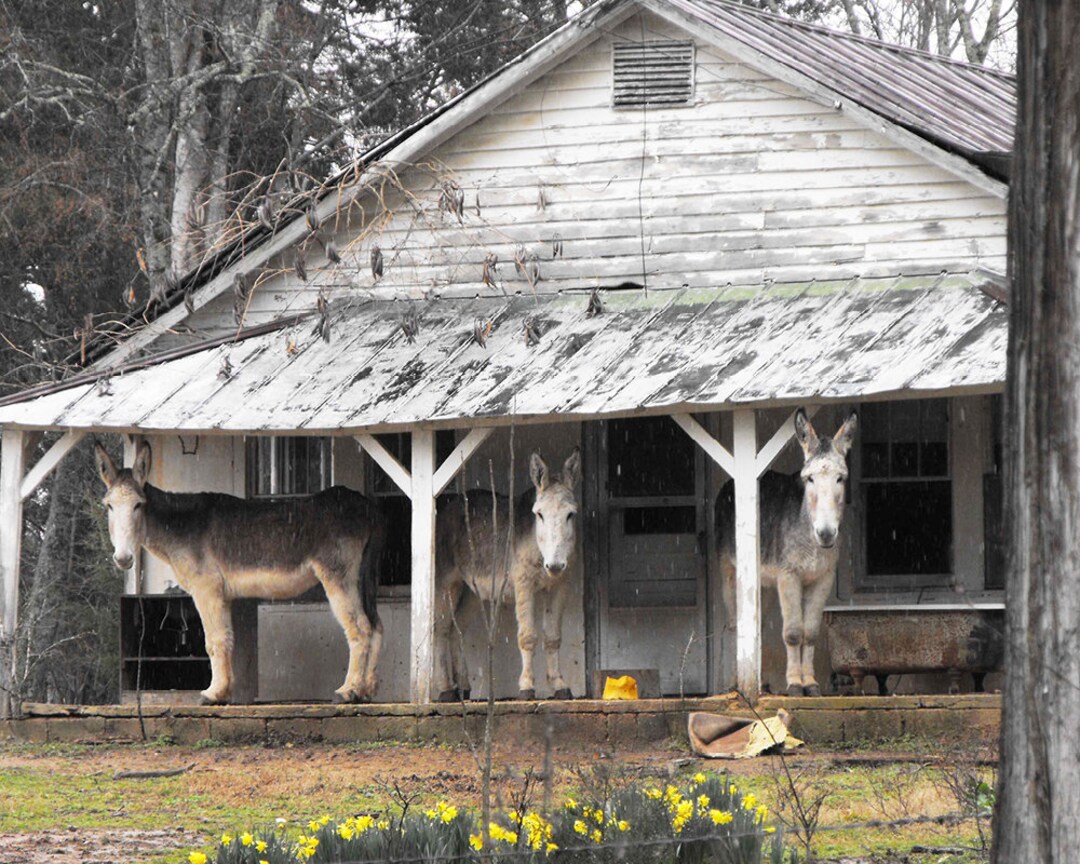 Mules on the Porch Rustic Rural Photo Rundown Farmhouse - Etsy