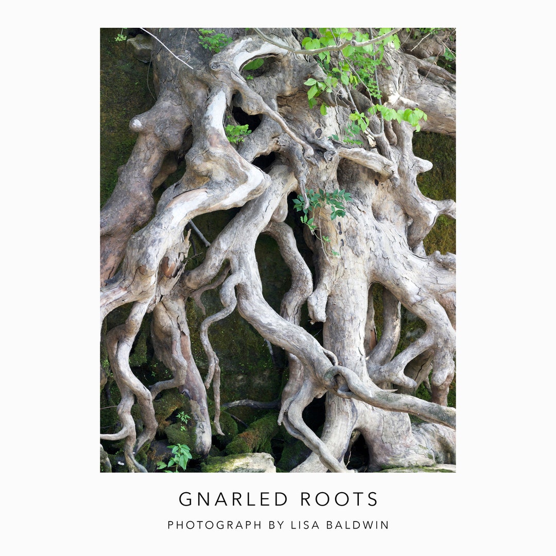 Gnarled Roots - Textural Woodland Nature Photo - Sycamore Tree Roots by ...