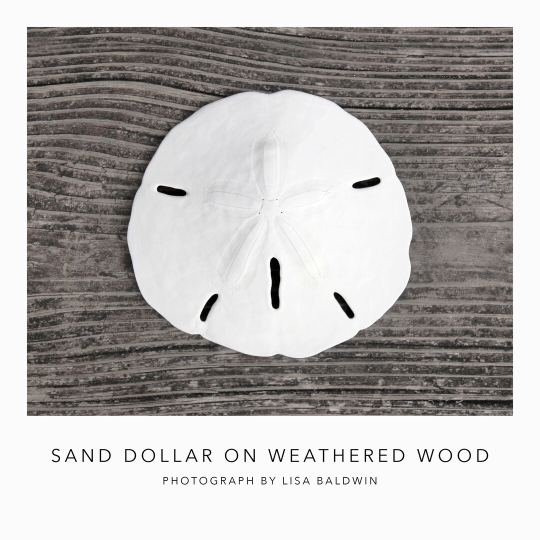 Seashell Photo - A Crisp White Sand Dollar on a Weathered Deck - Beachy ...