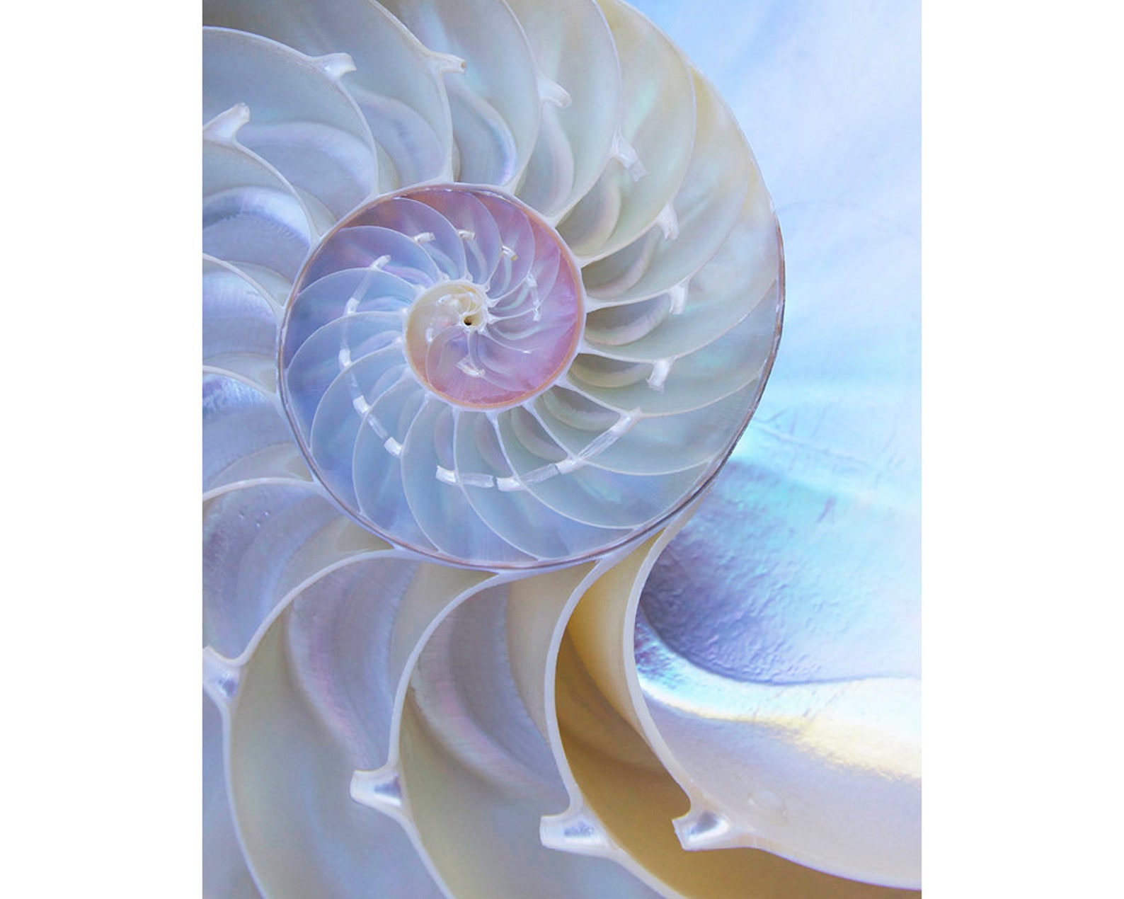 Inner Chambers of a Iridescent Pearl Nautilus Shell Seashell - Etsy