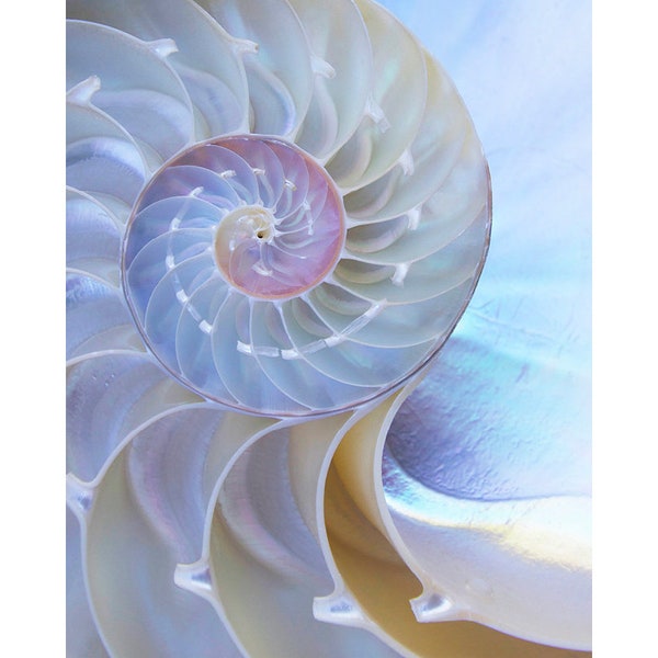 Nautilus Art - Etsy