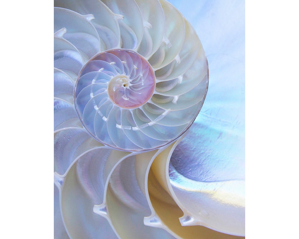 Inner Chambers of a Iridescent Pearl Nautilus Shell Seashell - Etsy