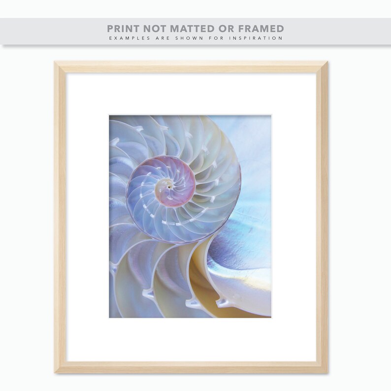 Inner Chambers of a Iridescent Pearl Nautilus Shell - Seashell Wall Art ...