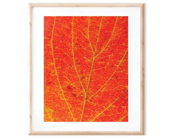 Bright Red Autumn Dogwood Leaf Abstract Minimal Photo | Etsy
