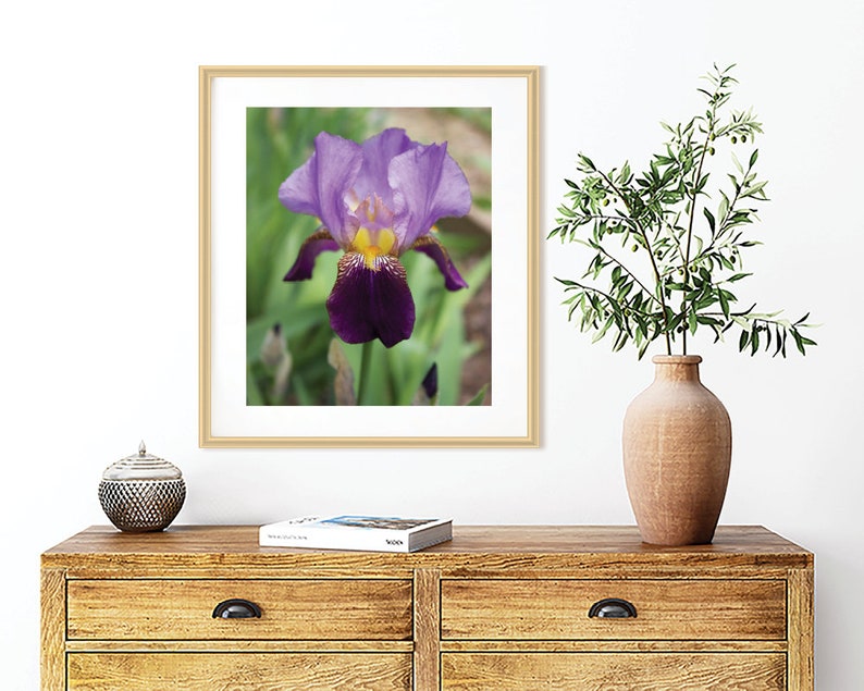Regal Royal Violet Purple Iris Photo Botanical Photography | Etsy