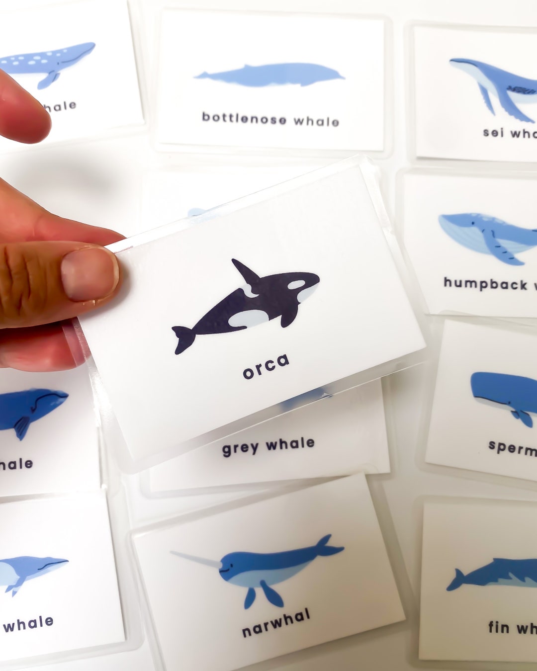 Types of Whales Flash Cards Set Montessori Printed Cards - Etsy