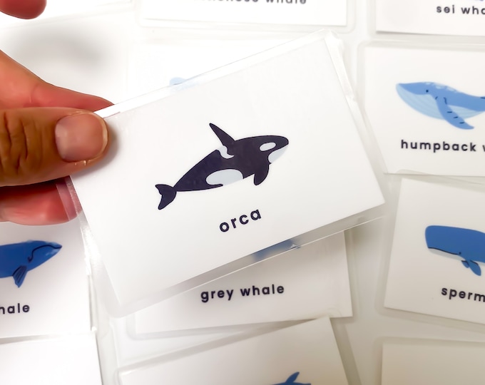 Types of Whales Flash Cards Set - Montessori - Printed Cards ...