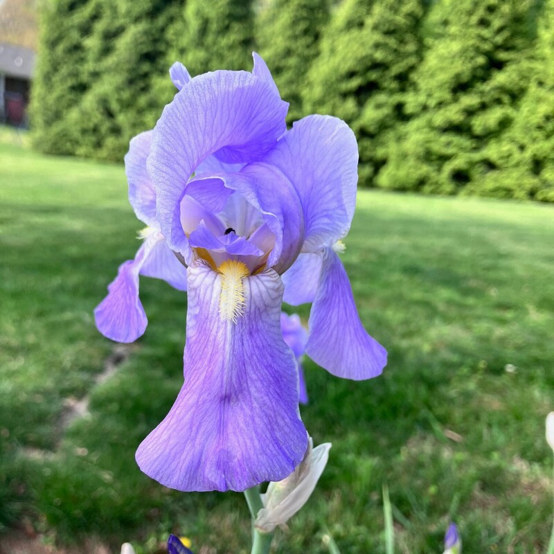 Reblooming Bearded Iris - Etsy