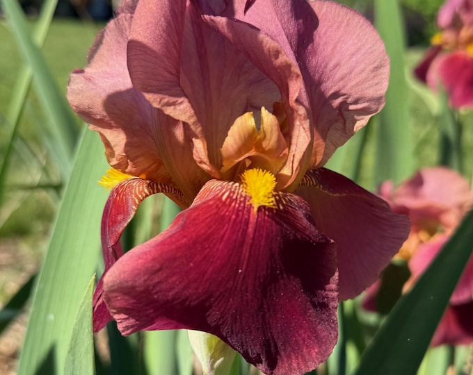 Large Red/ Rose NOID Iris Bloom- Rhizome - Traditional Old Fashioned ...