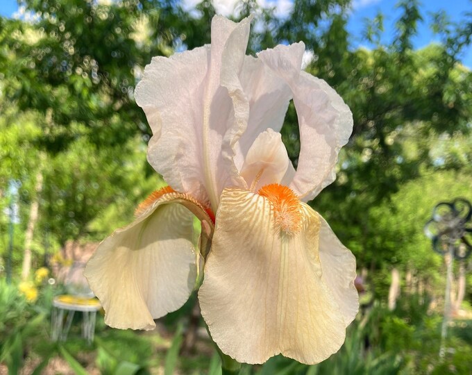 Peachy Pink Historic Tall Iris Bloom- Rhizome - Old Fashioned Heritage ...