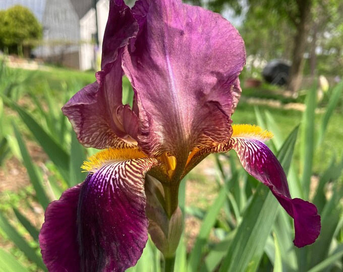 Burgundy Red Purple Sweet Smelling Iris Bloom- Rhizome - Traditional ...