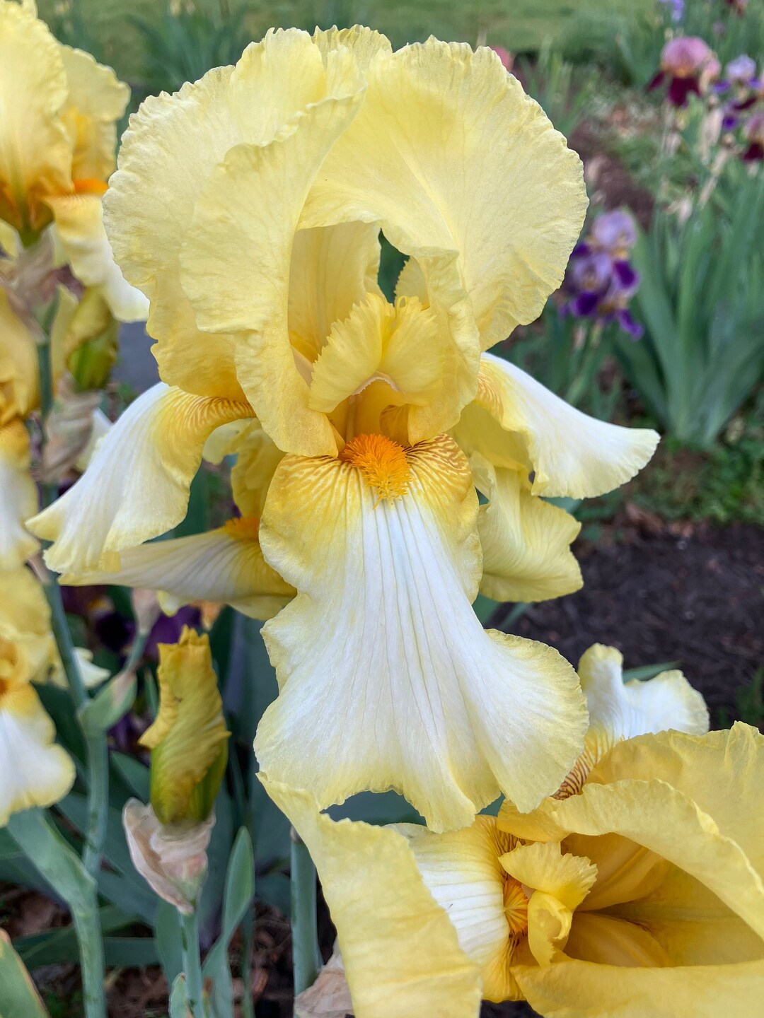 Tall Large Yellow and White Iris Bloom- Rhizome - Old Fashioned ...