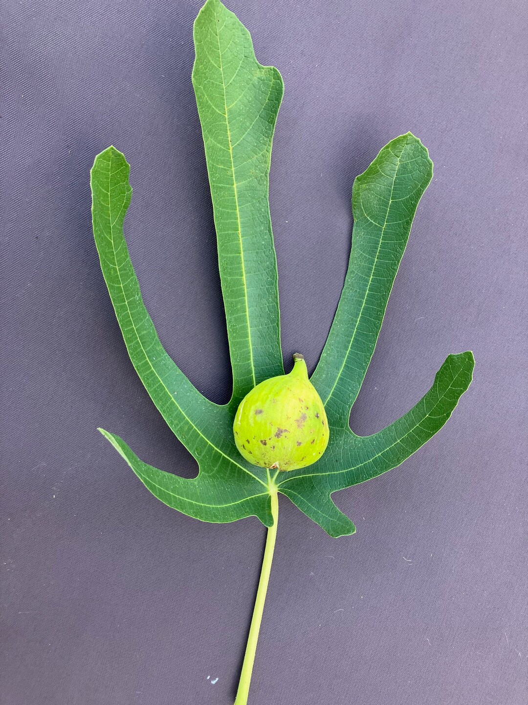 5 Piece Lot Tena Hardy Green Honey Type Fig Tree USA Shipping - Etsy