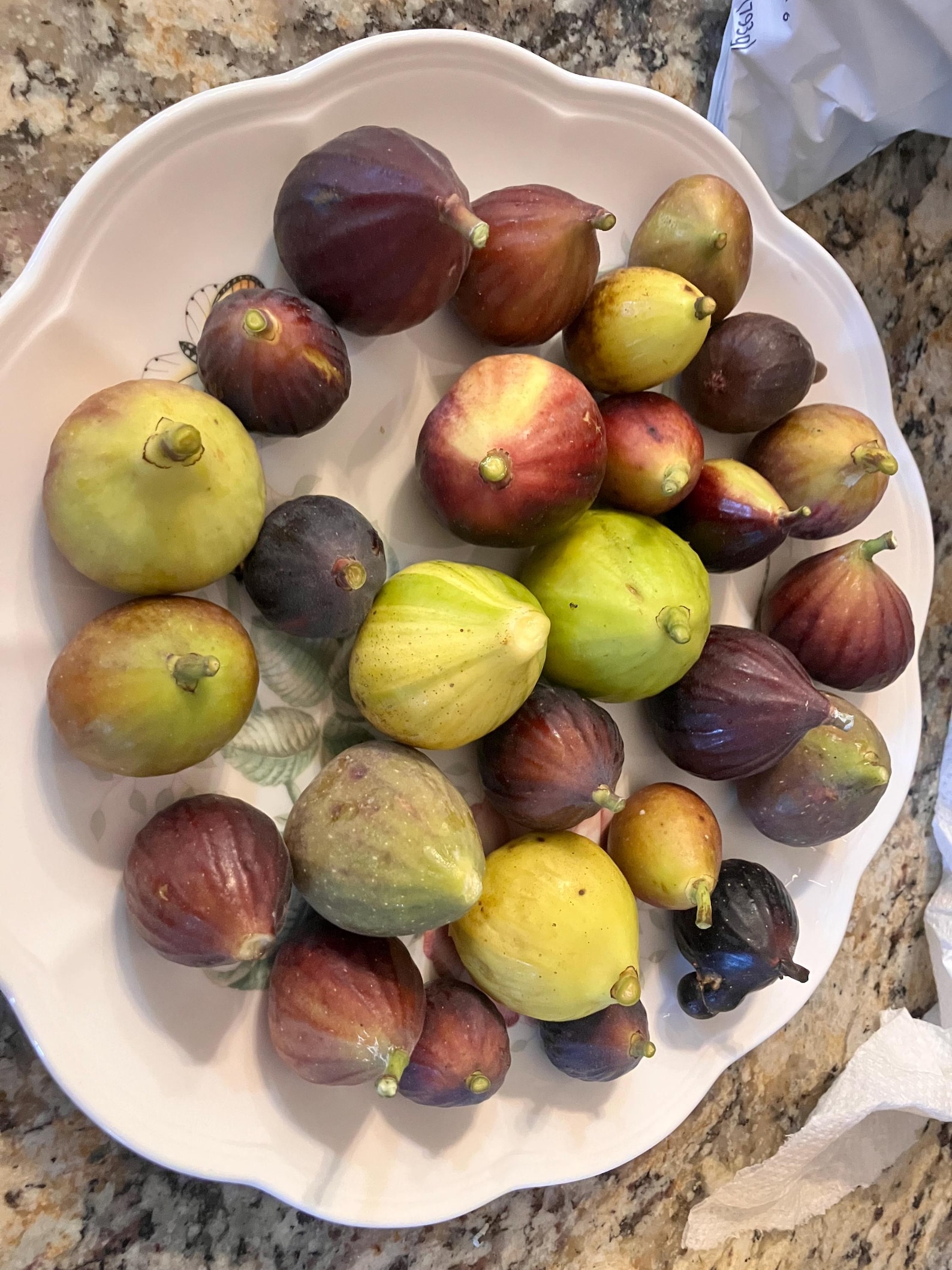 Tons of Fig Varieties Available! Cuttings Choose! LDA MR Turkey Kadota ...