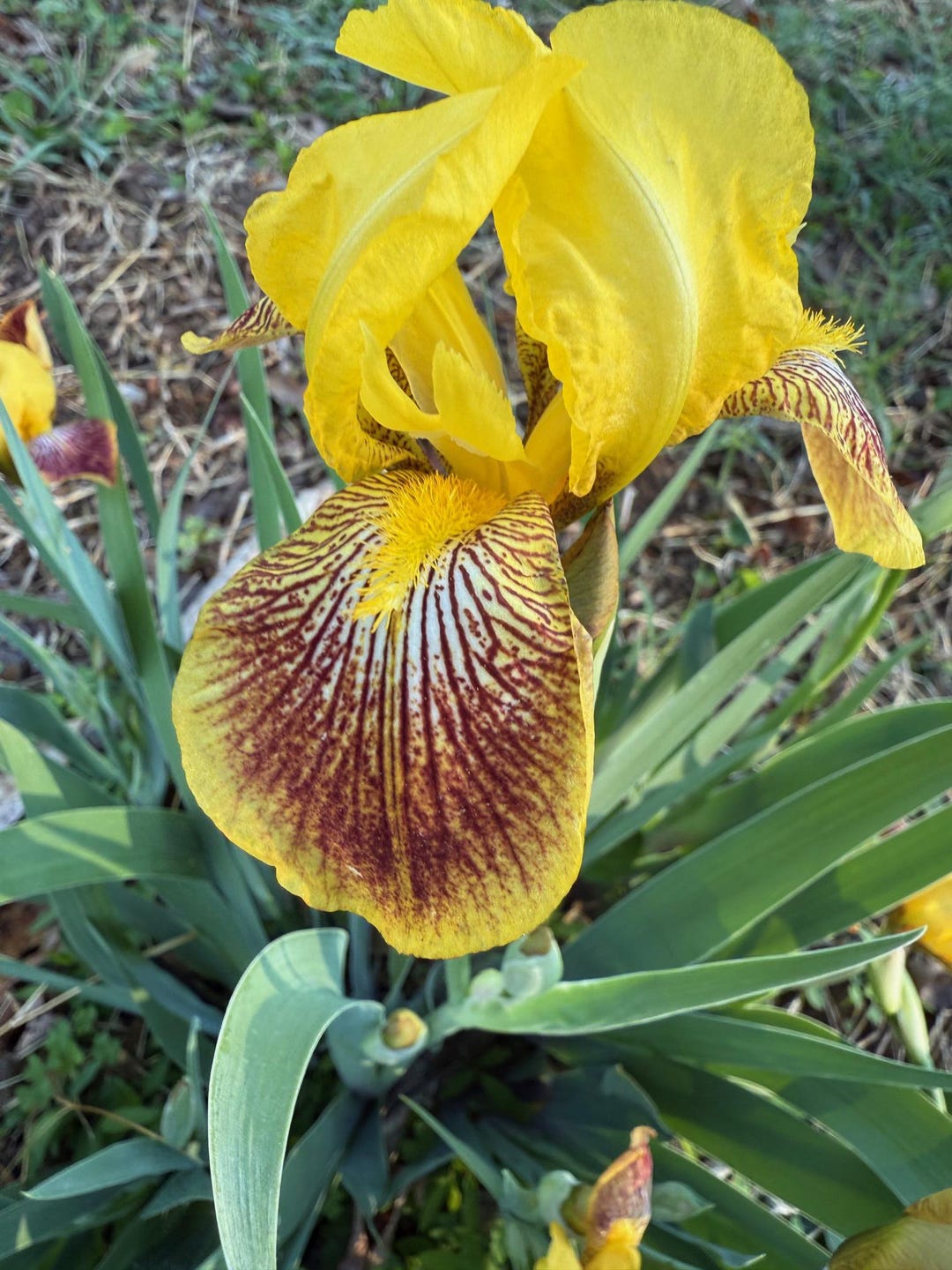 Yellow Red NOID Dwarf Iris Rhizome -boarder Bearded Iris Zone 3-9 ...