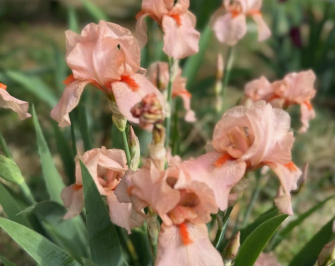 Bubblegum Pink Historic Intermediate IB Iris Bloom- Rhizome - Old ...