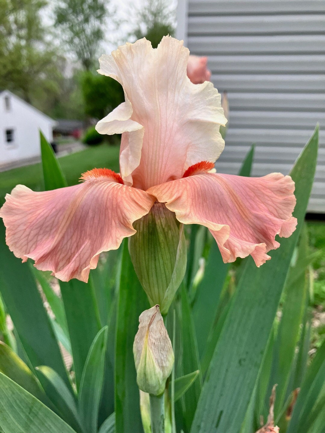 Peach Cream Iris STRUCK TWICE Re Blooming Tall Bearded Iris Custom ...