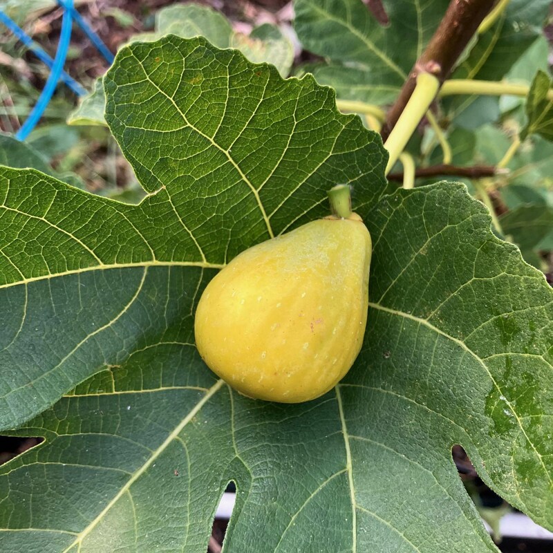Fig Tree - Etsy