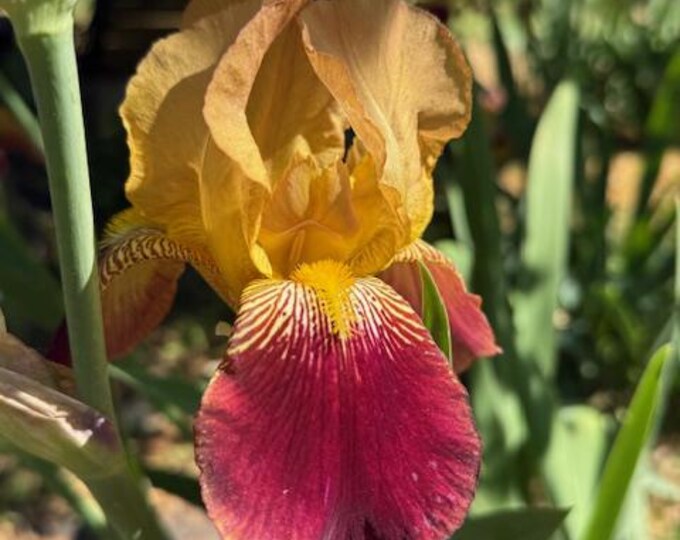 Iris Peach and Red Sweet Smelling Iris Bloom- Rhizome - Traditional Old ...