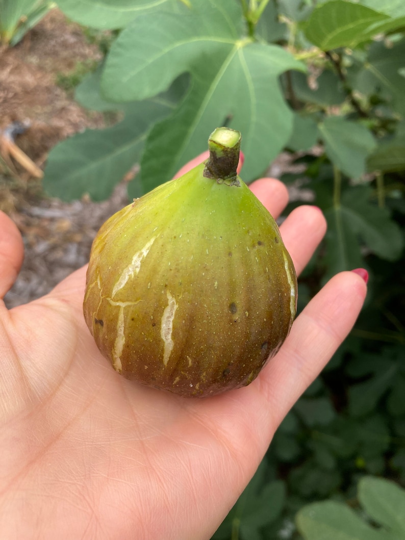 Fat Figs! Cuttings 3 Piece Lot English BROWN Turkey Fig Tree USA Hardy ...