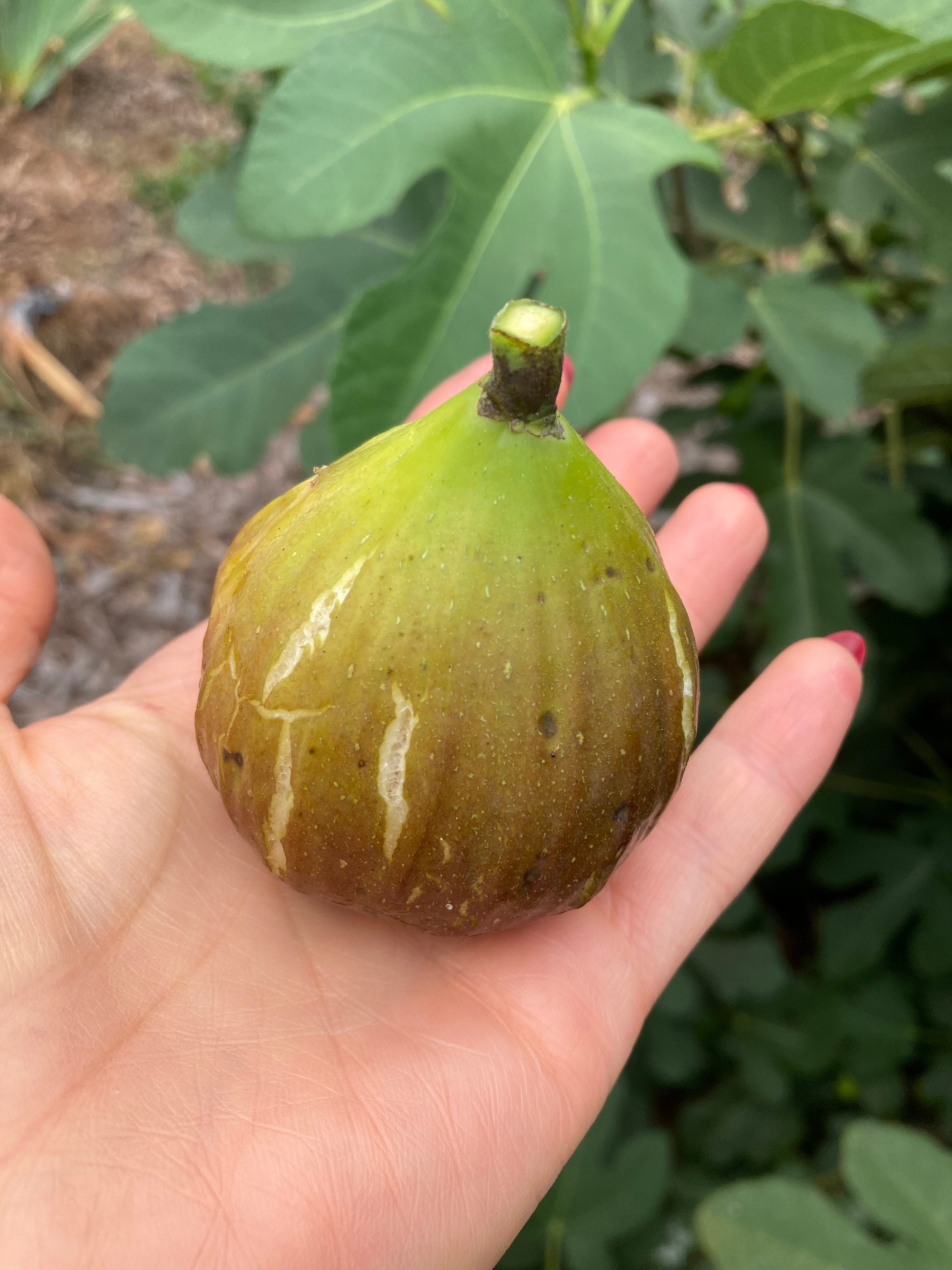 Fat Figs! Cuttings 3 Piece Lot English BROWN Turkey Fig Tree USA Hardy ...