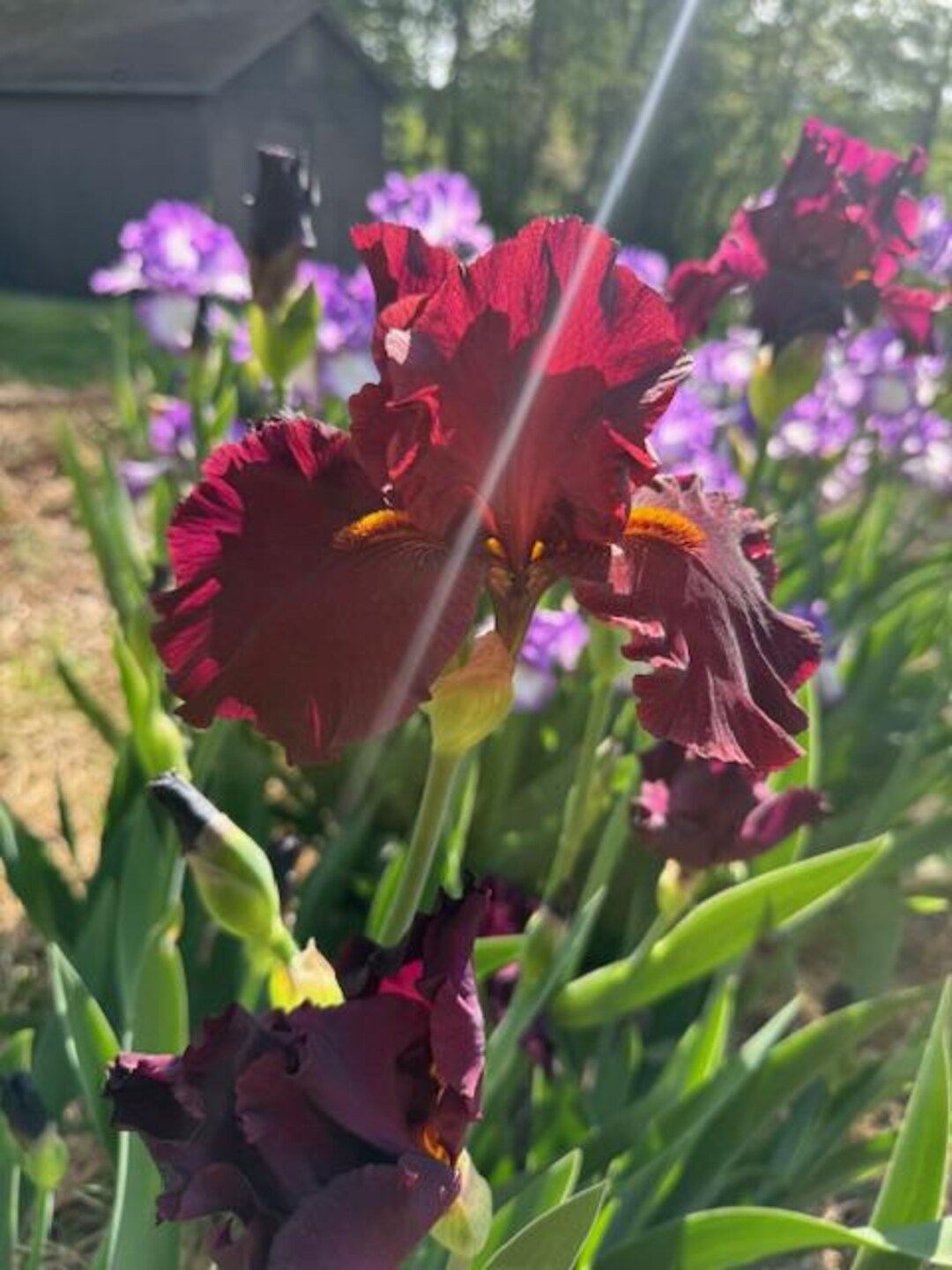 RED Huge Iris Valentino Noid Rhizome Rich Color Tall Bearded TB - Etsy