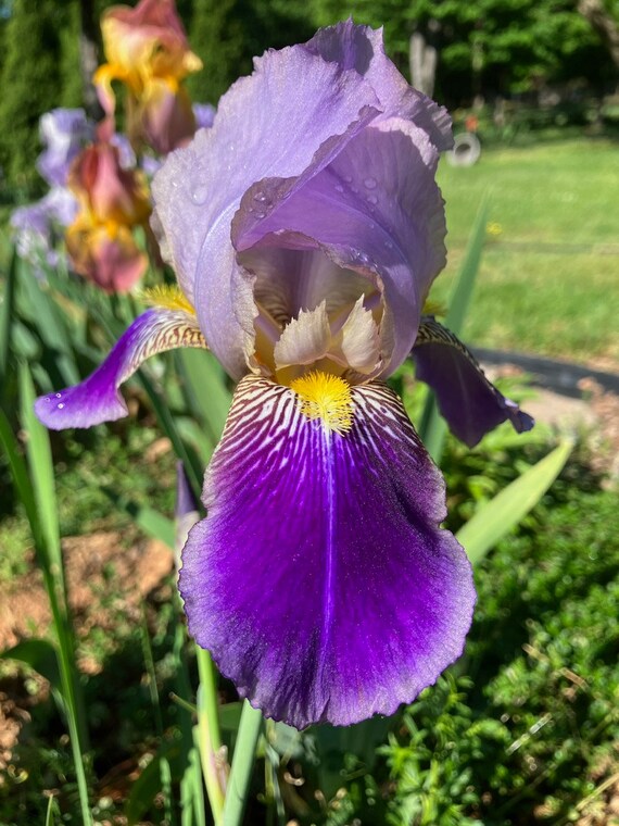 Old Fashioned Purple Iris