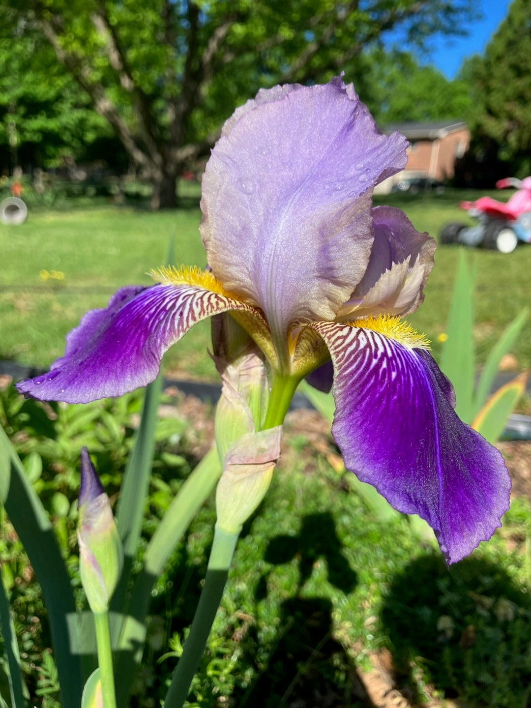Purple Pink Historical PROSPERO Iris Rhizome Traditional Old Fashioned ...