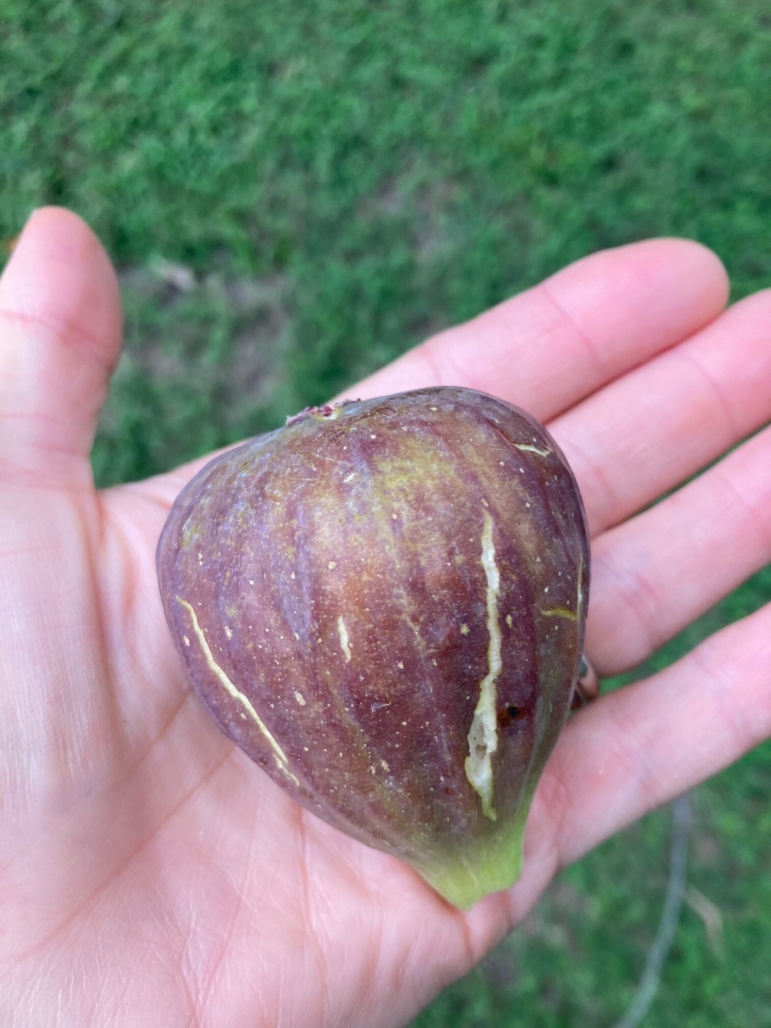 Fat Figs! Cuttings 3 Piece Lot English BROWN Turkey Fig Tree USA Hardy ...